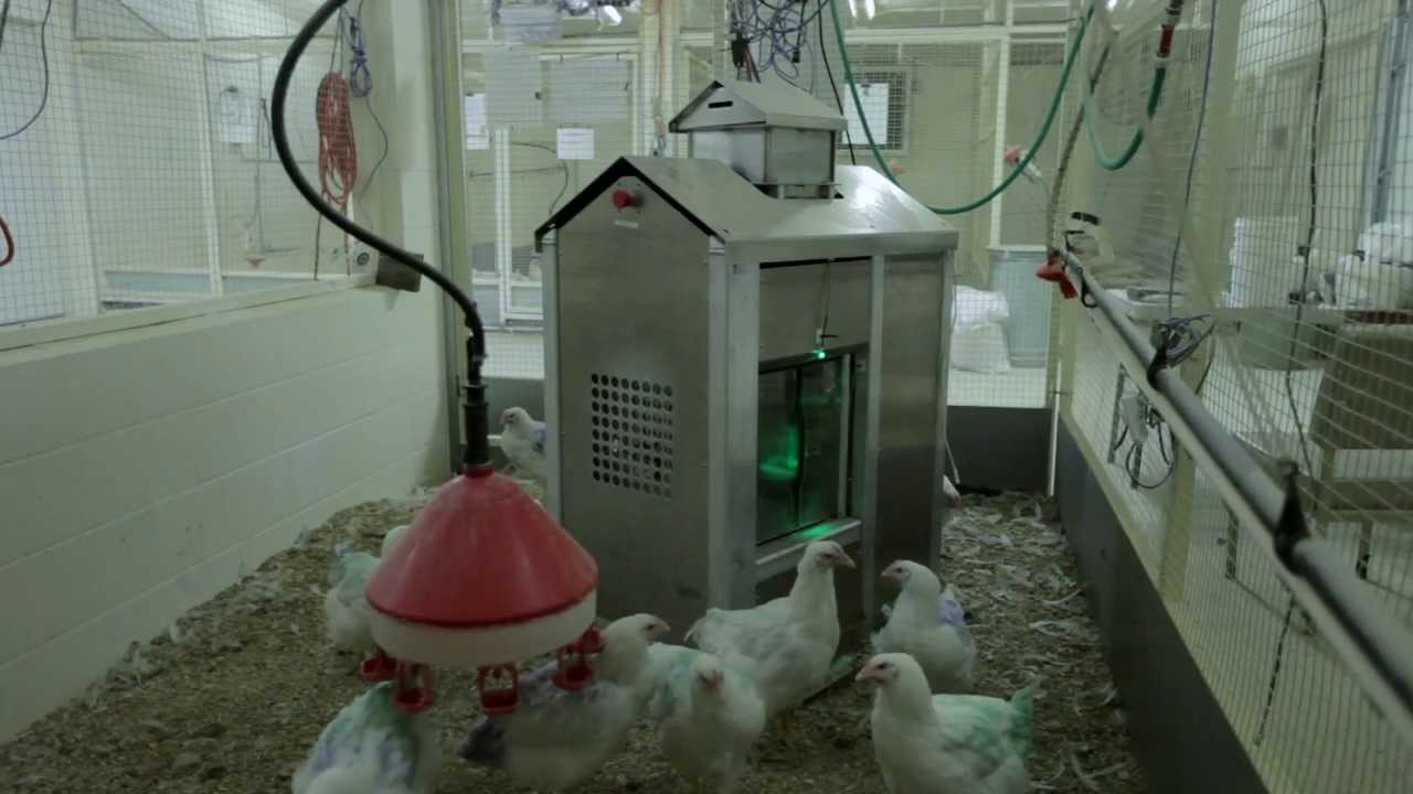 Precision Broiler Breeder Feeding System Youtube