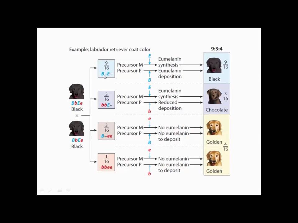 Gene Interaction Epistasis Youtube