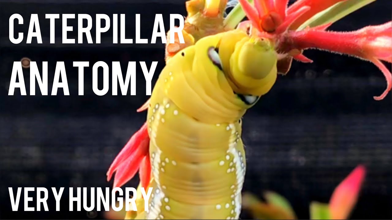 Live Caterpillar Caterpillar Anatomy Fat Catterpillar Very Hungry