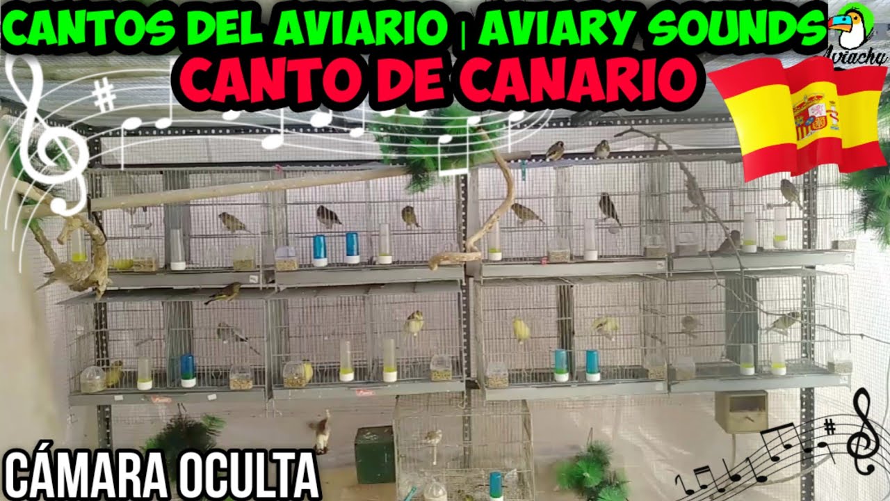 Canto De Canarios Aviary Sounds Sonido Real De Un Aviario De