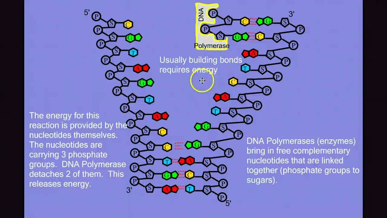 Dna Replication Youtube
