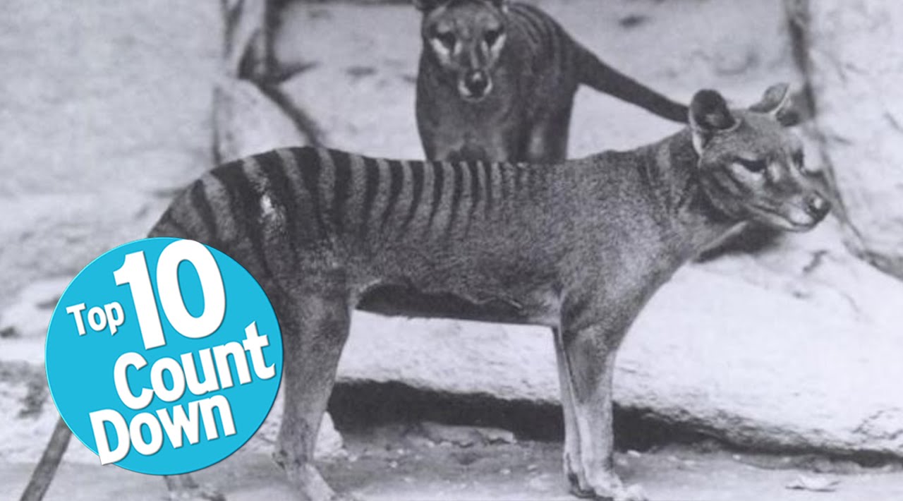 In Memoriam Top 10 Recently Extinct Animals Earth Archives 54 Off