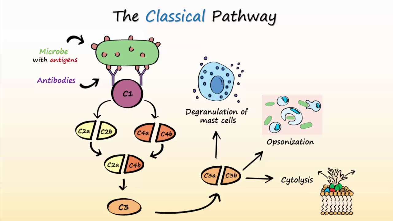 Antibody Complement System