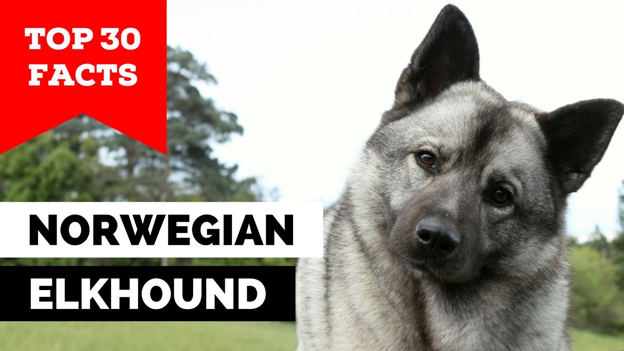 99 Of Norwegian Elkhound Owners Don T Know This Youtube