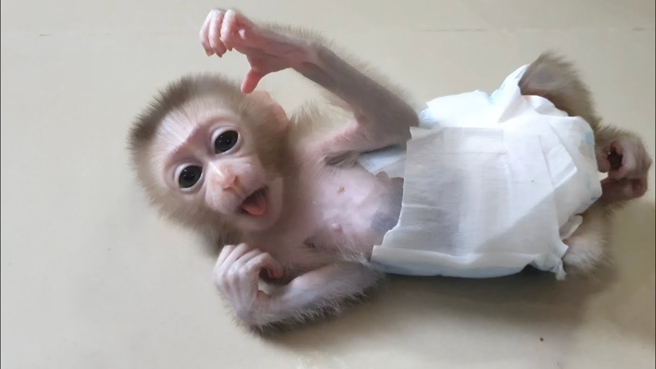 Baby Monkey Bryyan Ready To Bed Youtube