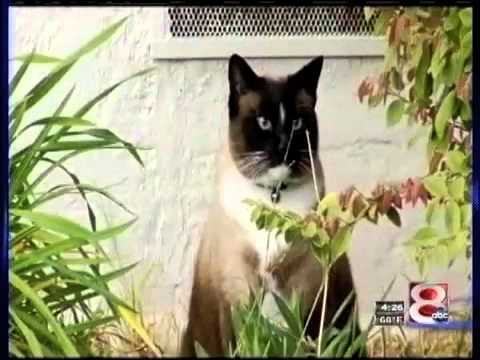 Cat Burglar Video Youtube