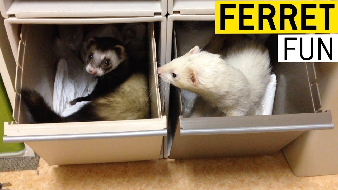 Ferret Fun Jukinvideo Youtube