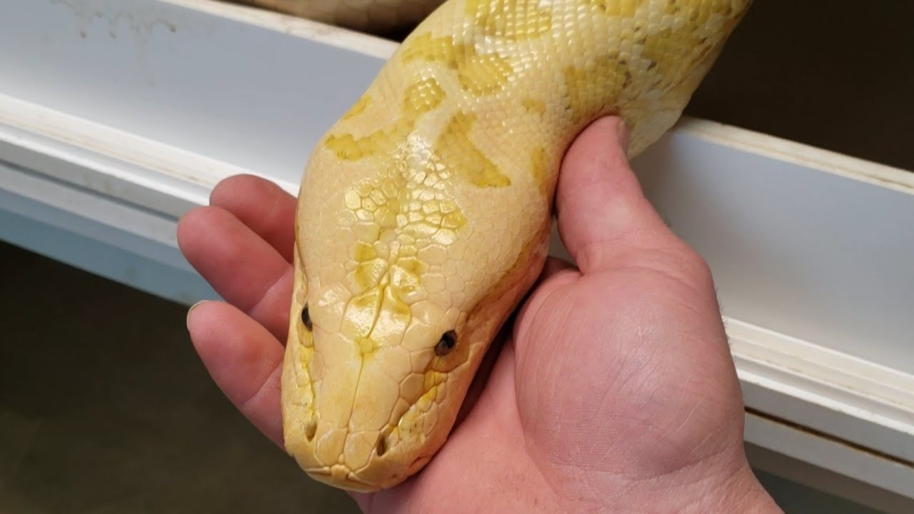 Burmese Python Youtube