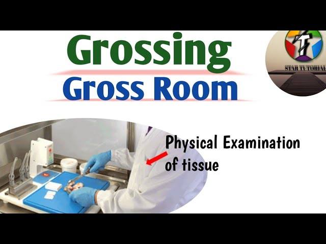 Tissue Grossing Specimen Immobilization During Grossing In Surgical