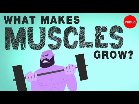What Makes Muscles Grow Jeffrey Siegel Video Summary And Q A Glasp