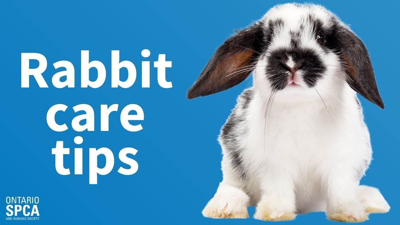 Rabbit Pet Care Tips Inpet Shop