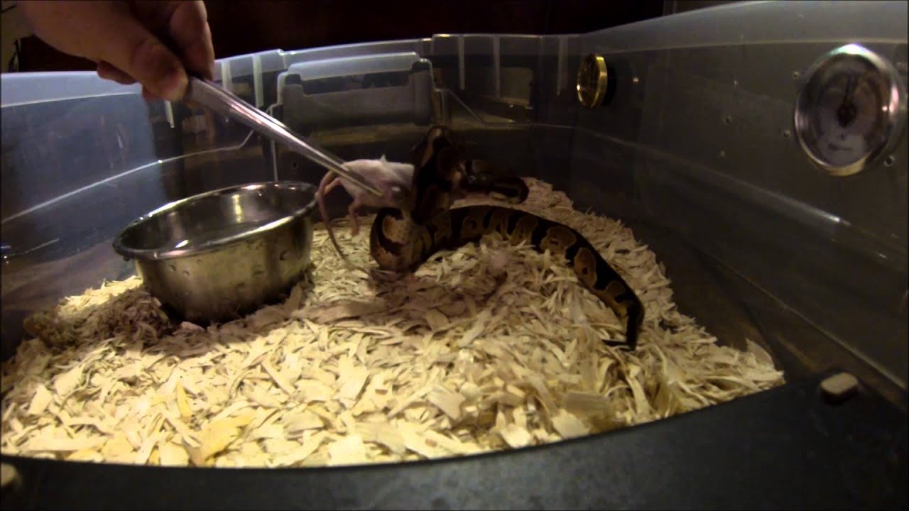 Ball Python Strike Slow Motion Youtube