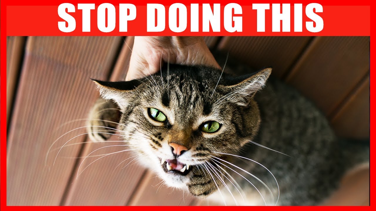 20 Things You Must Stop Doing To Your Cat Youtube
