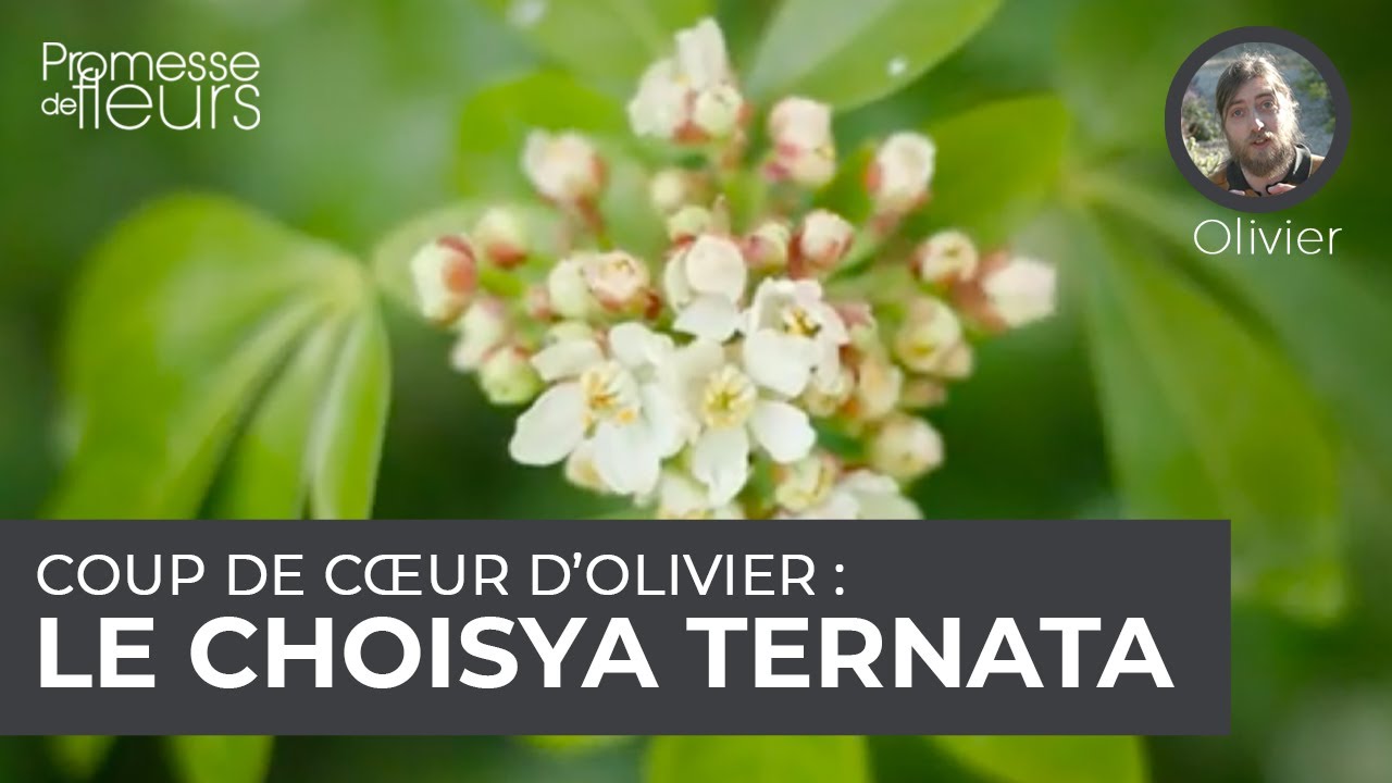 Coup De C艙ur D Olivier Le Choisya Ternata Youtube