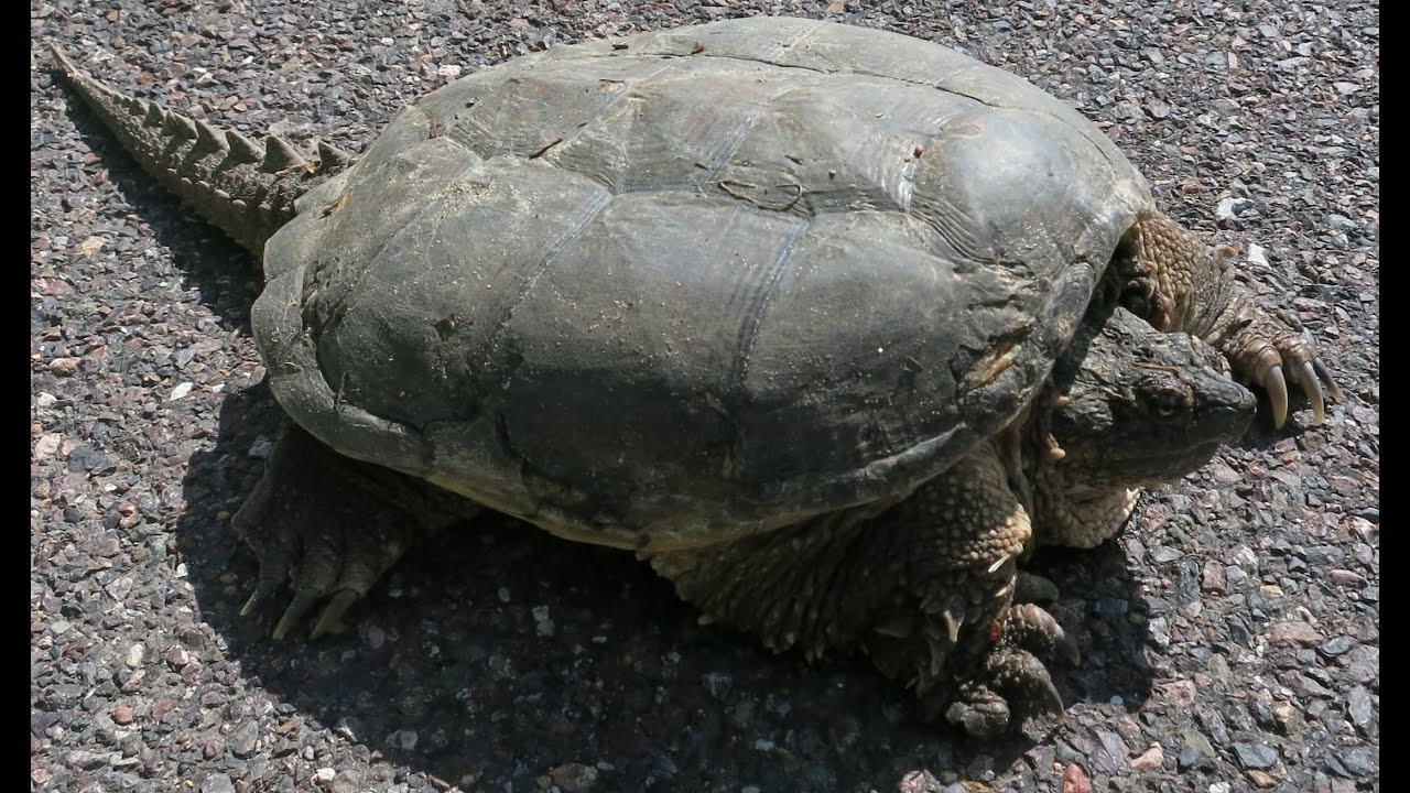 Snapping Turtle In The Road Turtle Crossing Youtube