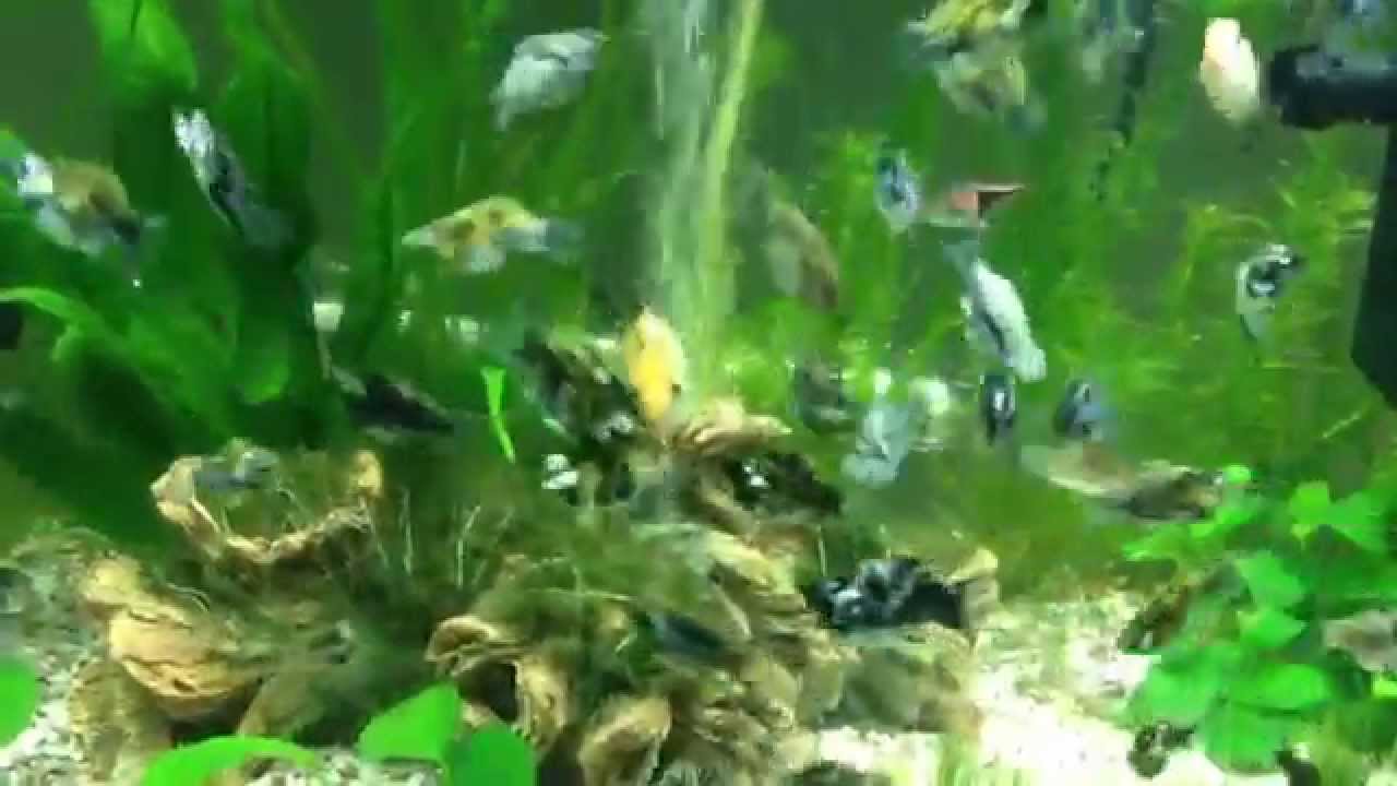 Tropical Fish Tank Interpet Fishbox 64 Litre Youtube