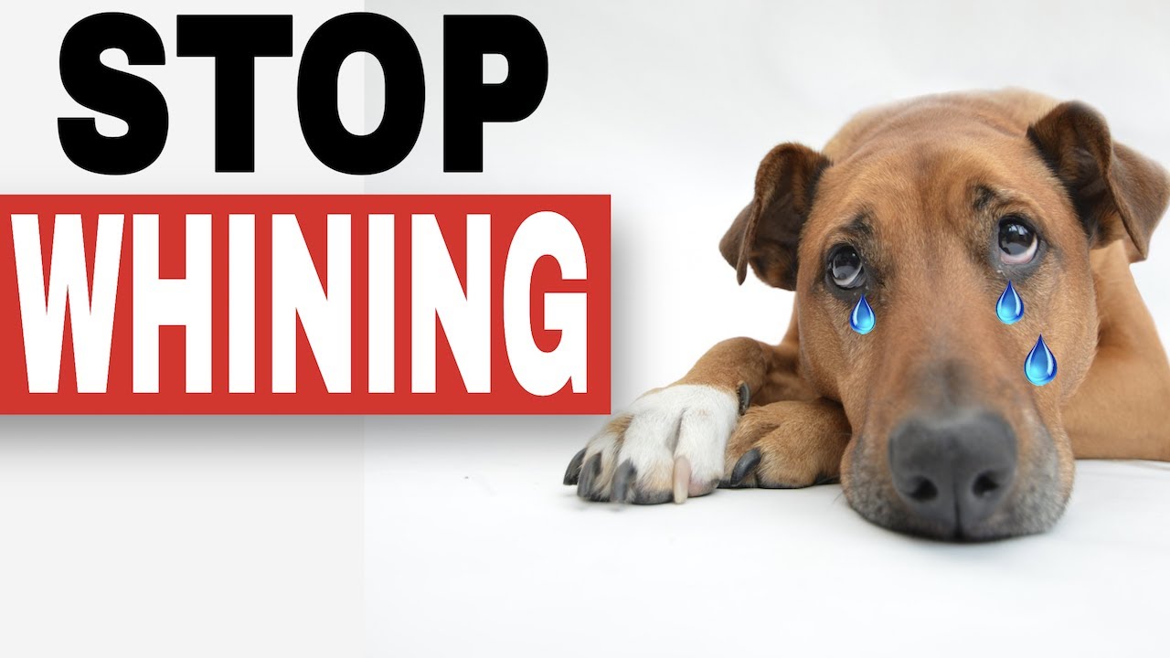 How Do You Make A Dog Stop Crying