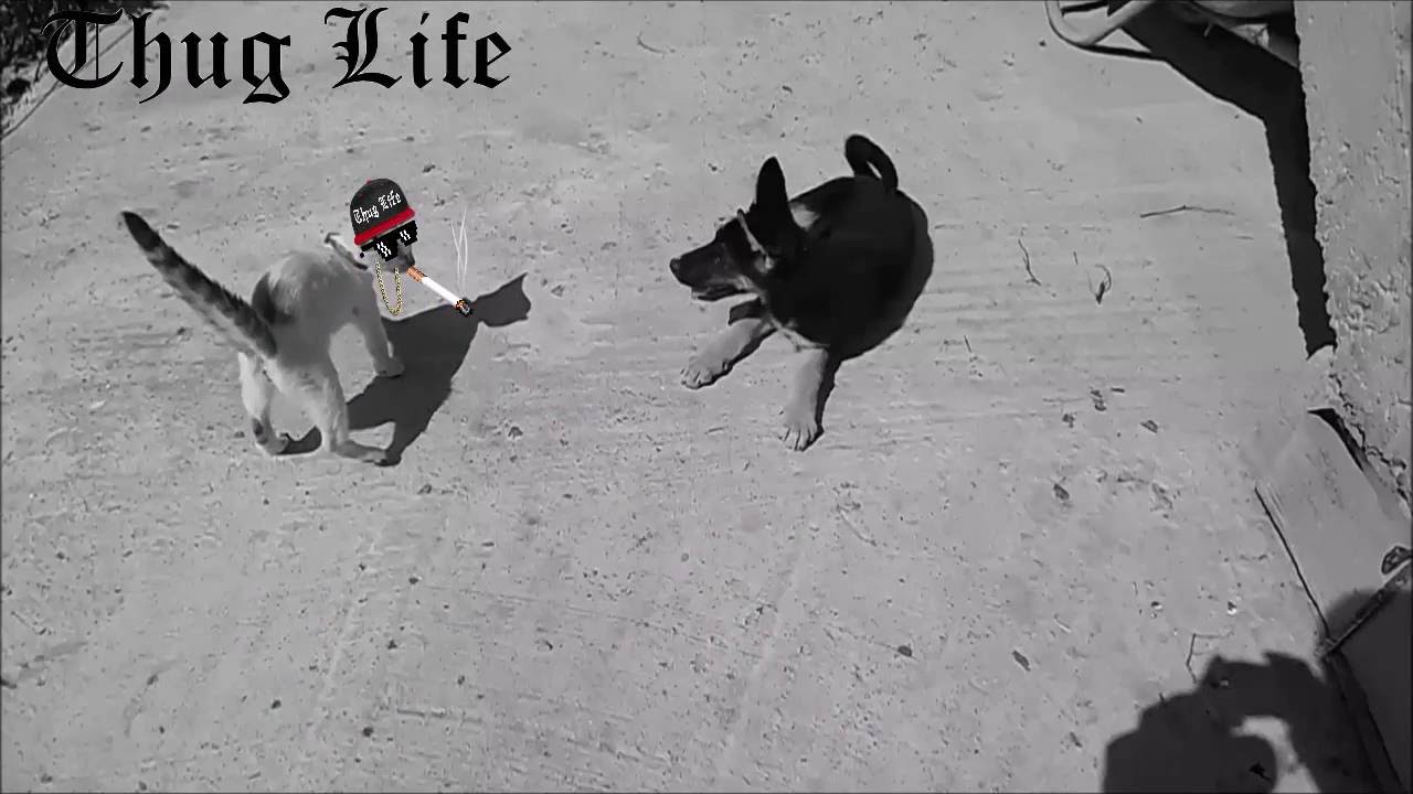 Thug Life Animals Cat Vs Dog Youtube