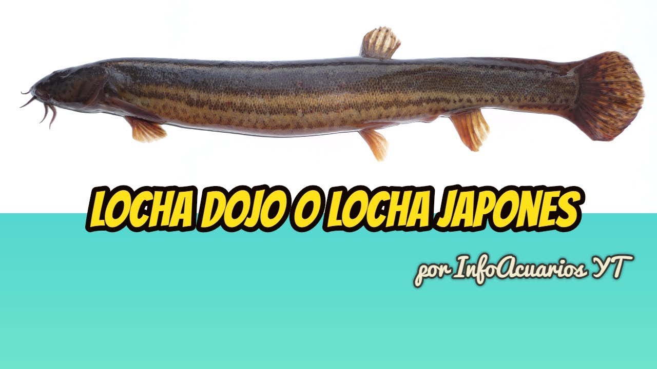 Locha Dojo Blog De Fichas Infoacuarios Yt Friscomisco Youtube