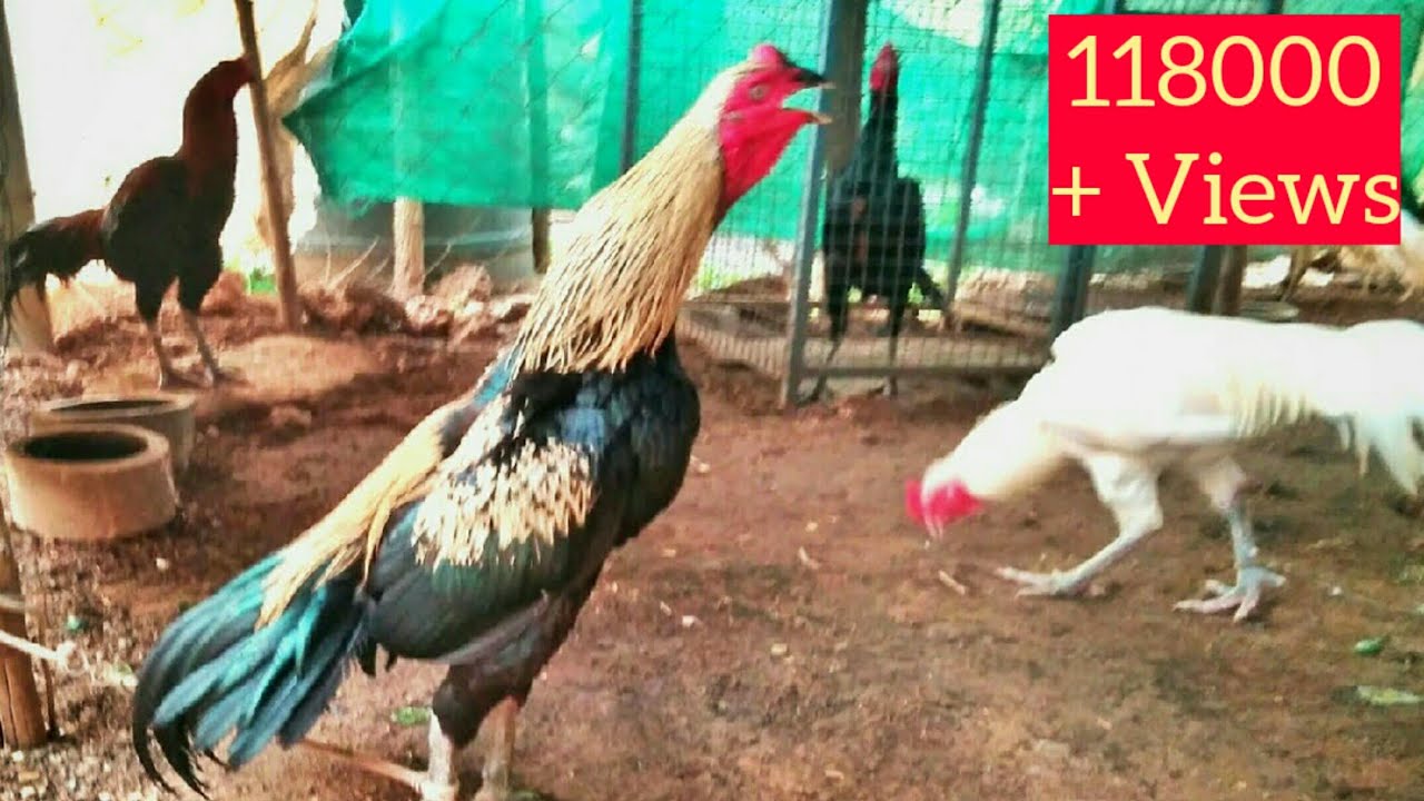 Rooster Crowing Sounds Youtube