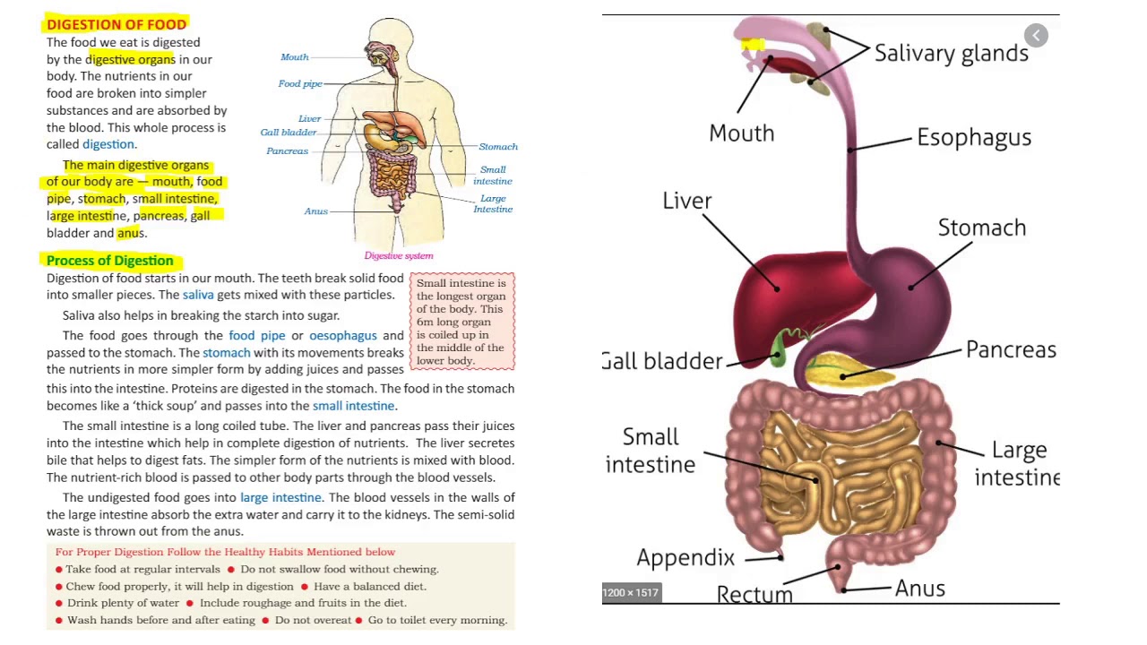 Food And Digestion Part 3 Class 4 Youtube