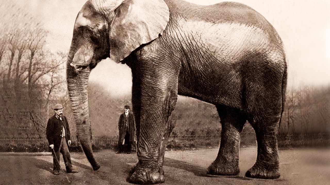 The Biggest Elephant In The World Youtube