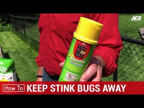 How To Keep Stink Bugs Away Ace Hardware Youtube