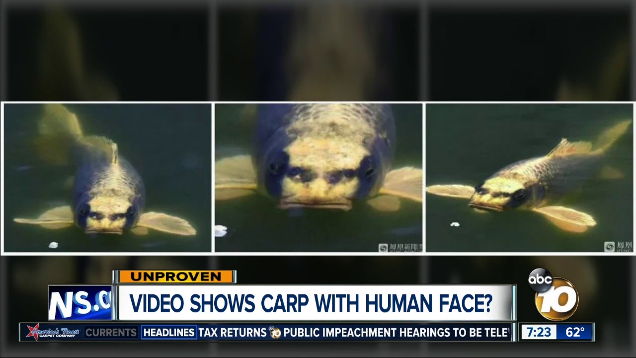 Fish That Look Like Humans