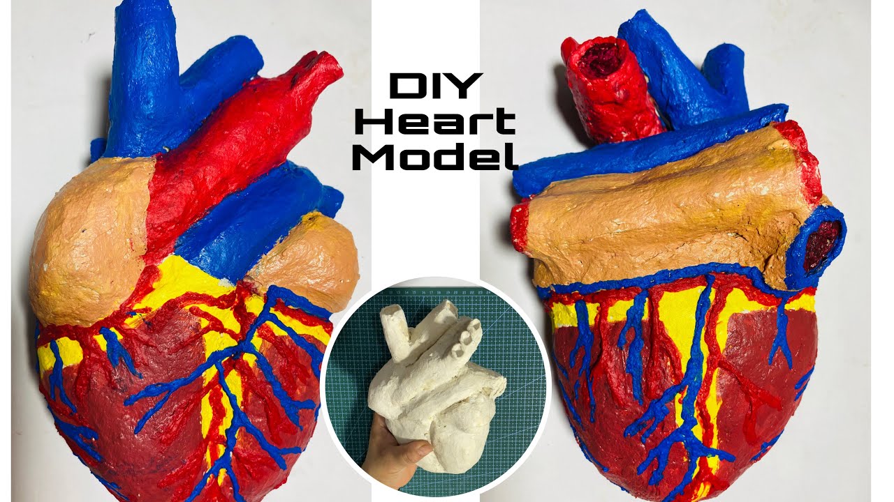 How To Make Diy 3d Human Heart Model With Clay Step By Step Youtube
