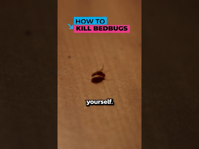 8 Things Chemical That Kills Bed Bugs Permanently Fast Pest Control