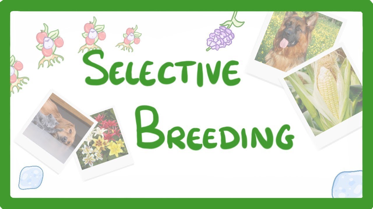 Selective Breeding Examples