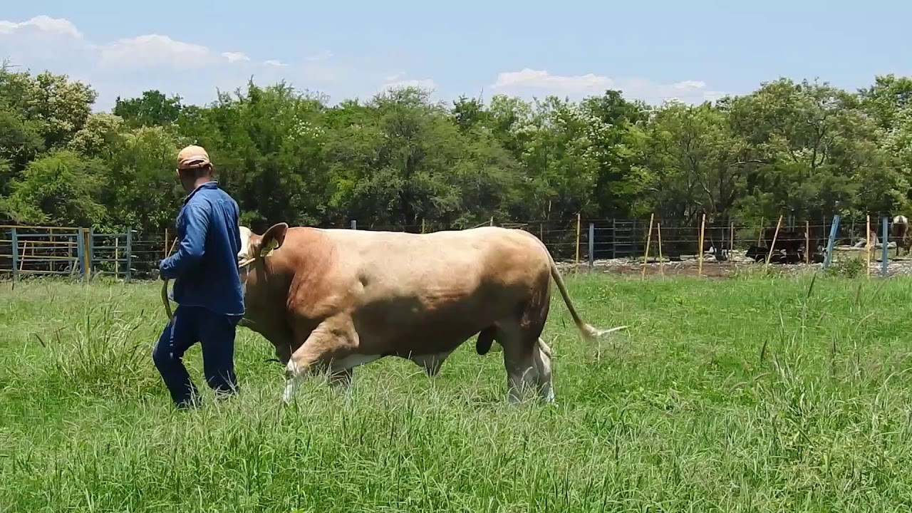 Sr Uanl F047 Youtube