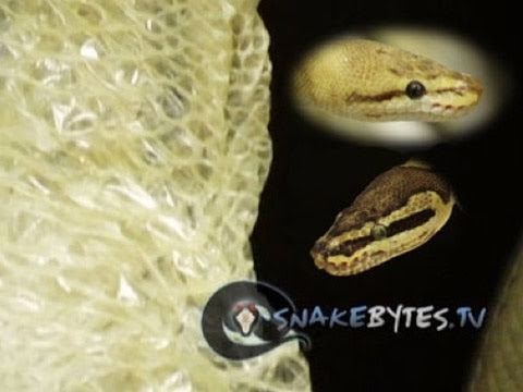 Snake Bytes Tv Snake Skin Snakebytestv Youtube