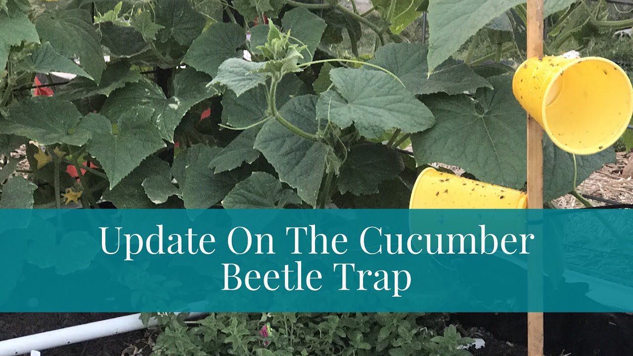 Our Diy Cucumber Beetle Trap Is Working Youtube