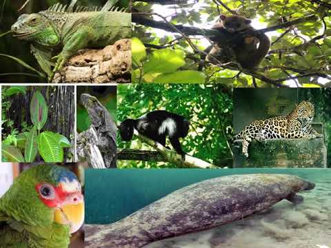 Recursos Naturales Y Biodiversidad De Tabasco Youtube