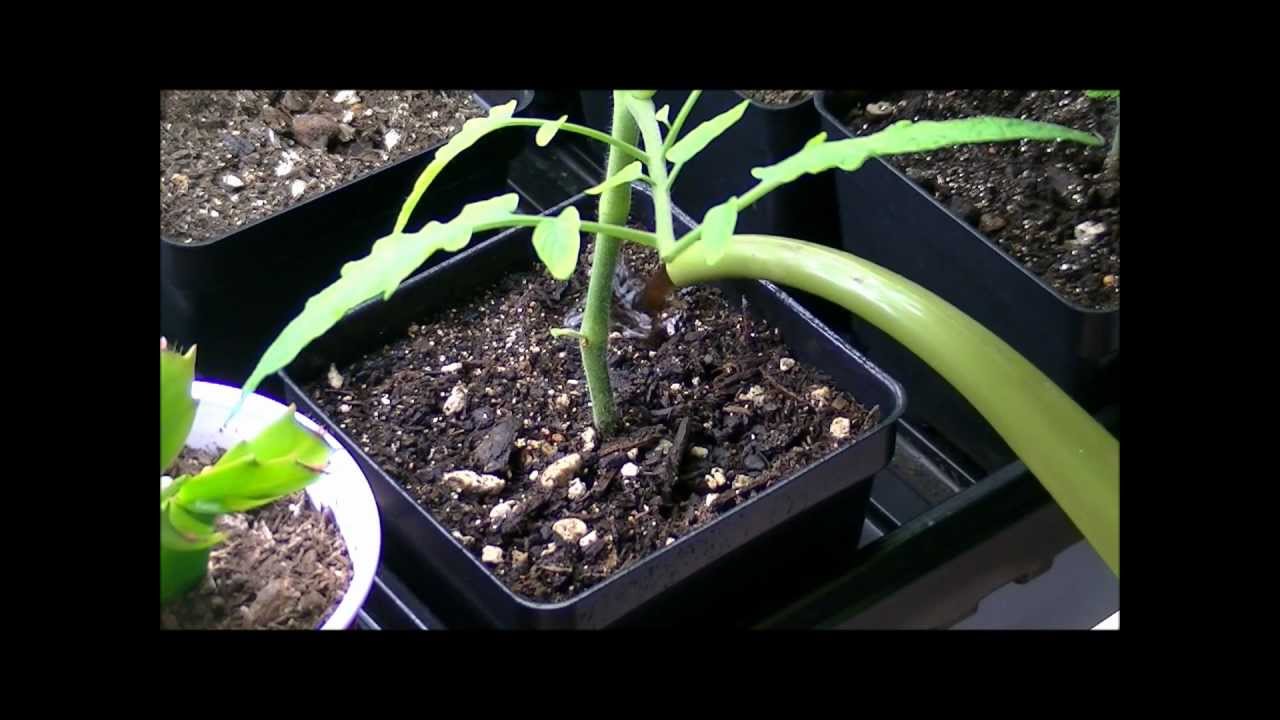 Organic Fertilizer Youtube