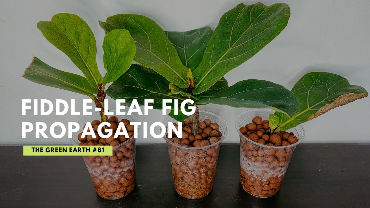 How To Propagate A Fiddle Leaf Fig Plant At Gwen Mayer Blog