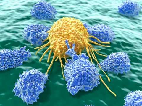 Gut Microbiome And Immunity The Holobiome Concept Youtube