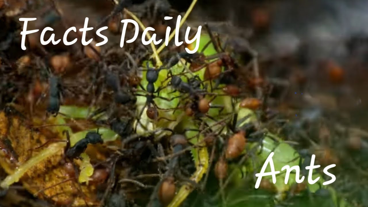 The Fascinating World Of Ants Exploring Their Behavior Social