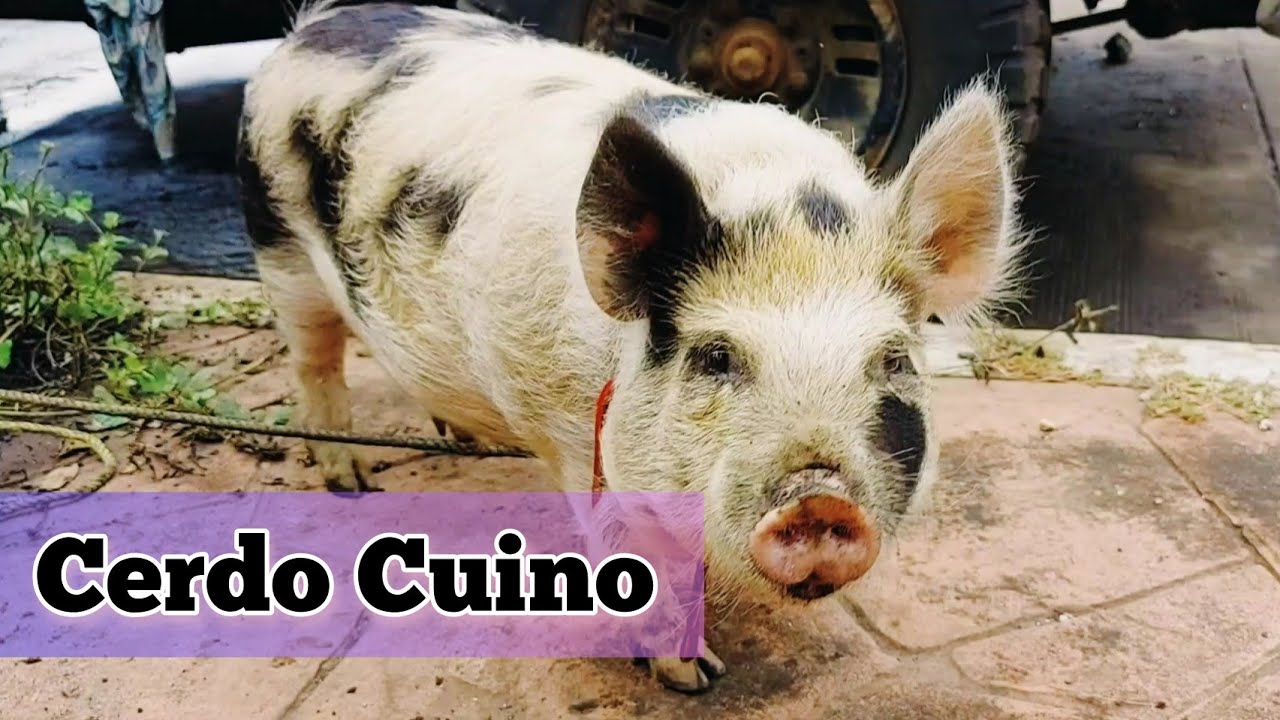 Cerdo Cuino Mexicano Cerdito Enano рџђ Youtube