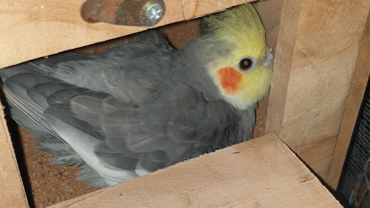 Breeding Progress Youtube