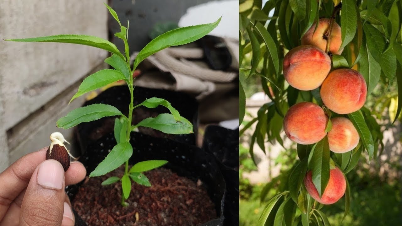 How To Grow Peach Tree From The Seed At Eugene Bergeron Blog