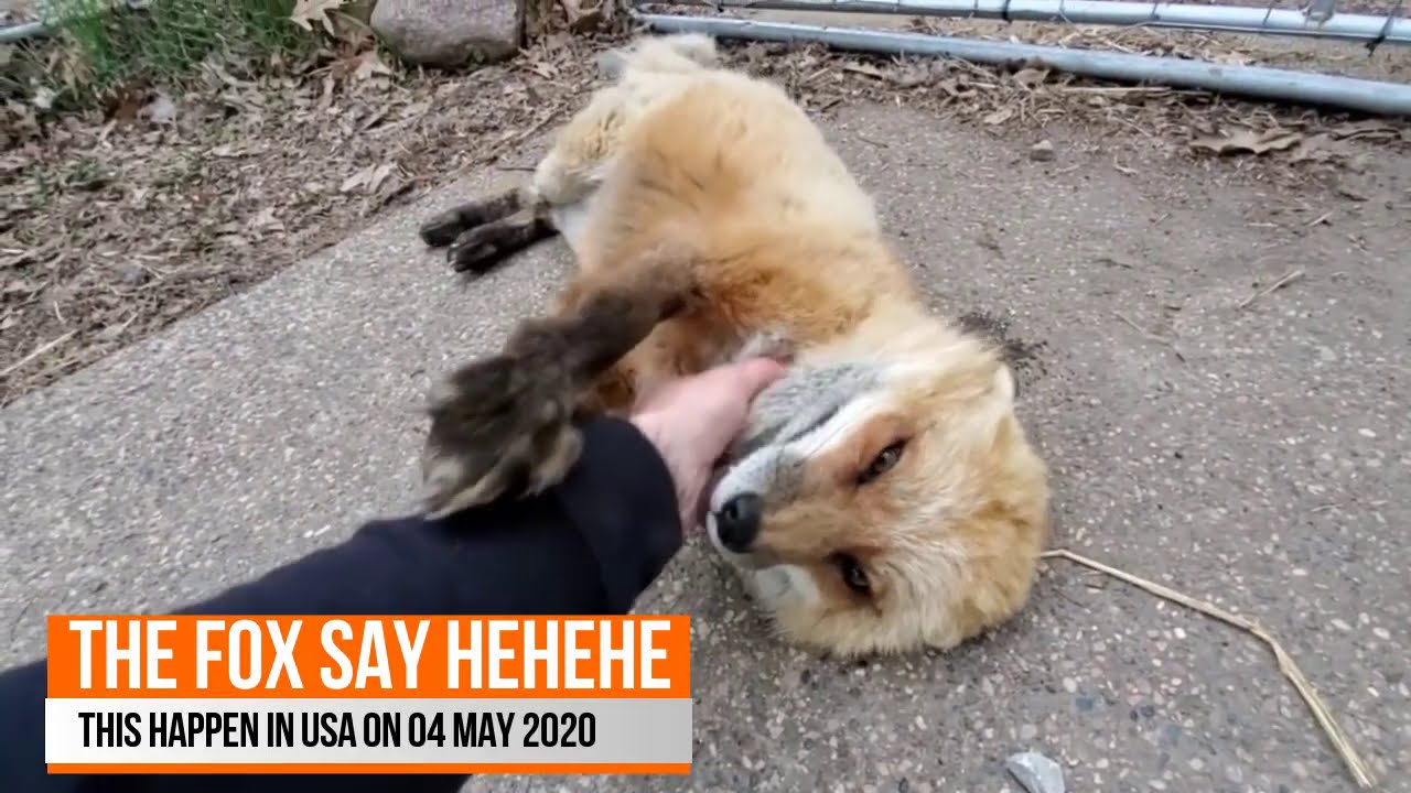 The Foxes That Say Hehehe Youtube