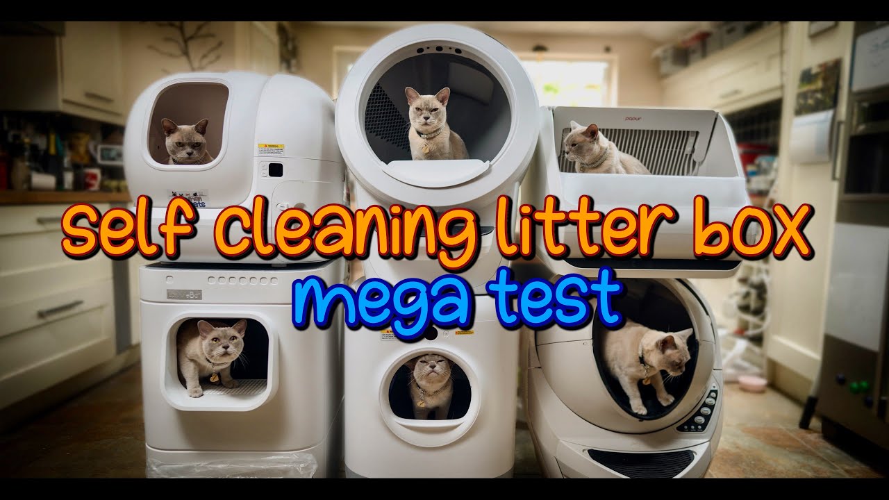 Self Cleaning Litter Box Mega Test Litter Robot 4 Review Youtube