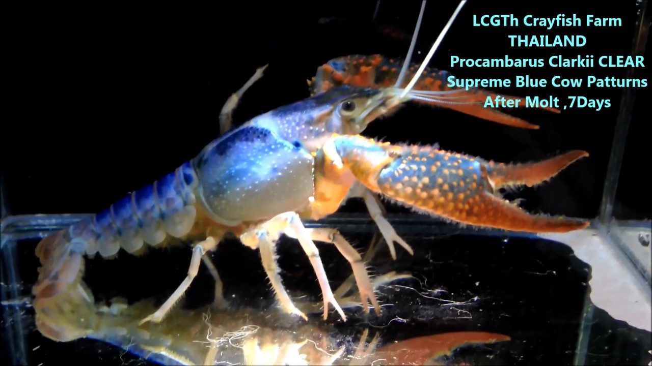 Crayfish Procambarus Clarkii Clear Male Premium Supreme Blue Cow
