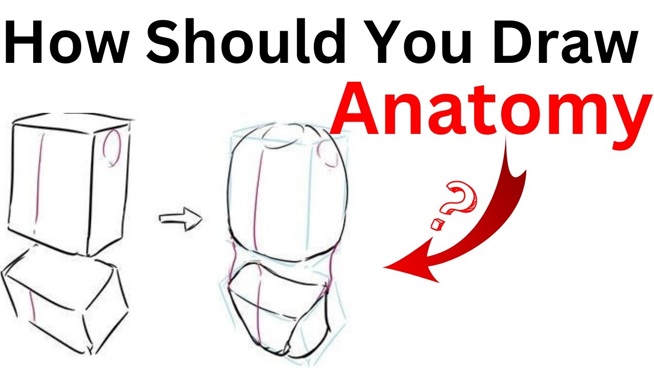 How To Draw Anatomy Tutorial Youtube