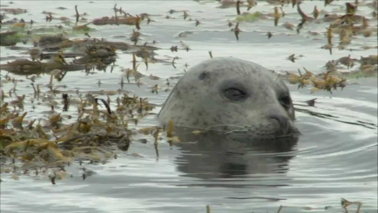 Scotland S Big 5 Harbour Seal Youtube
