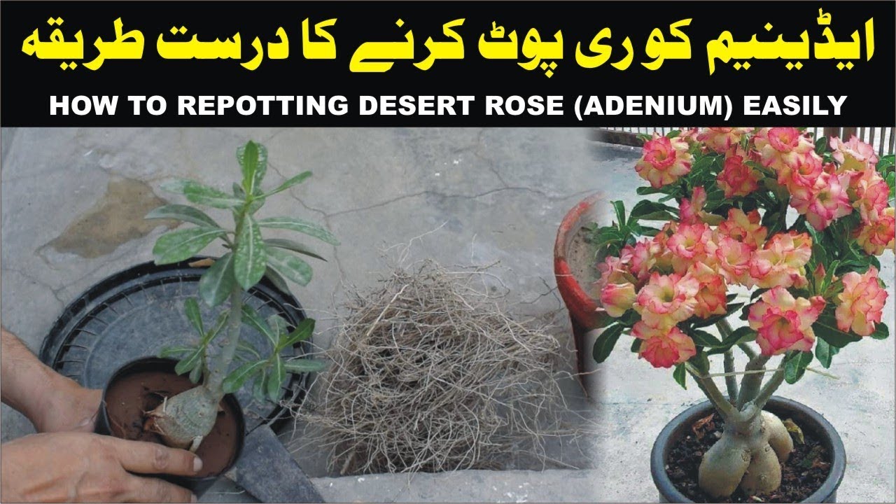 How To Repotting Desert Rose Adenium Easily Youtube