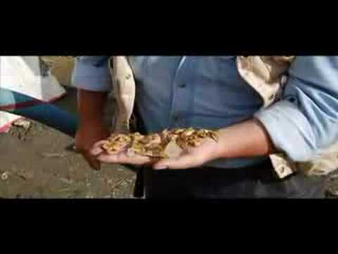 Gold Mining Youtube