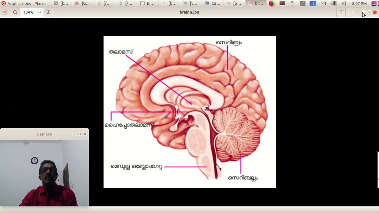 Human Brain Youtube